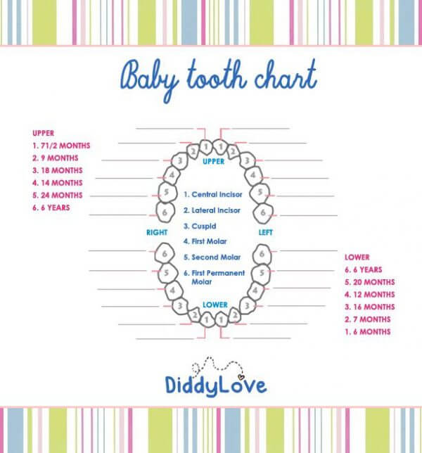 20 Free Printable Baby Teeth Eruption Charts (Word, PDF)