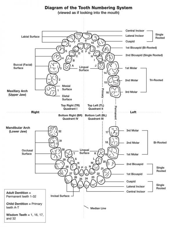 20 Free Printable Baby Teeth Eruption Charts (Word, PDF)